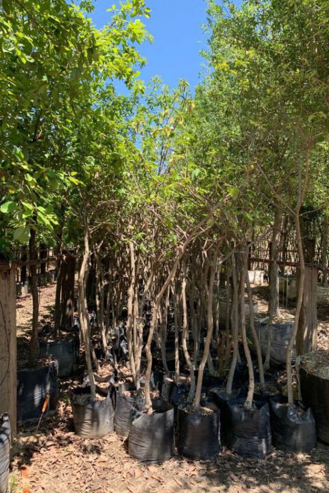 Anacahuita - Árboles Selectos