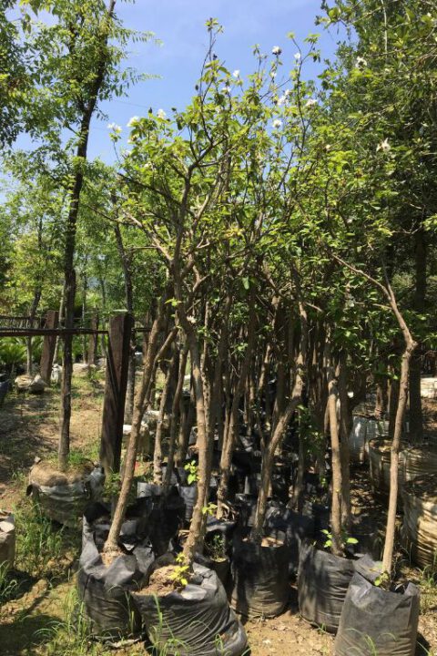 Anacahuita - Árboles Selectos