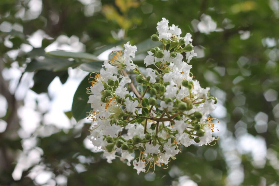 Crespón/Atmosférica - Árboles Selectos